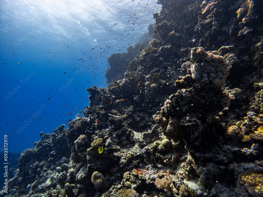Underwater scene with exotic fishes and coral reef of the Red Sea Stock ...
