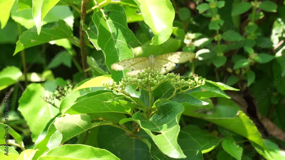 Premna foetida Reine (Daun singkil, waung, berbuas, buas-buas, ambong ...