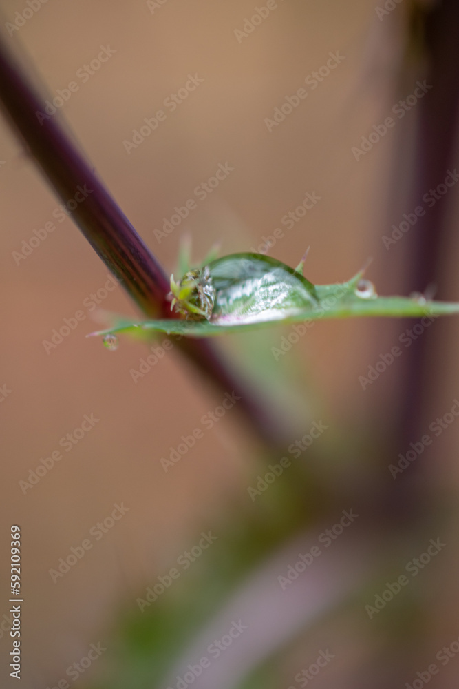 葉っぱの上の雨粒 Stock Photo | Adobe Stock
