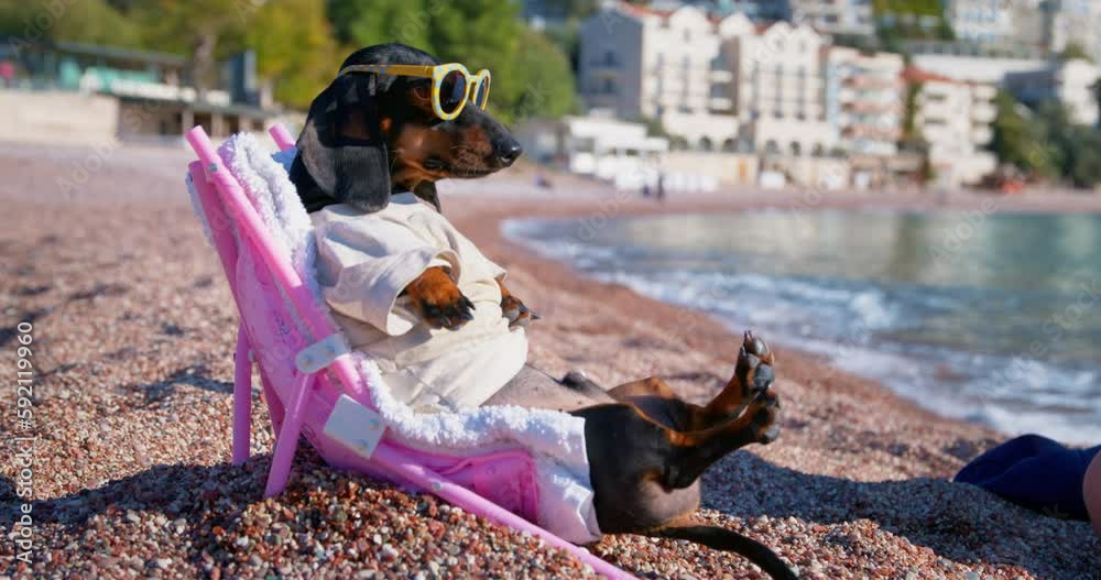 Funny puppy in sunglasses is sunbathing on beach afraid of sea splashes ...
