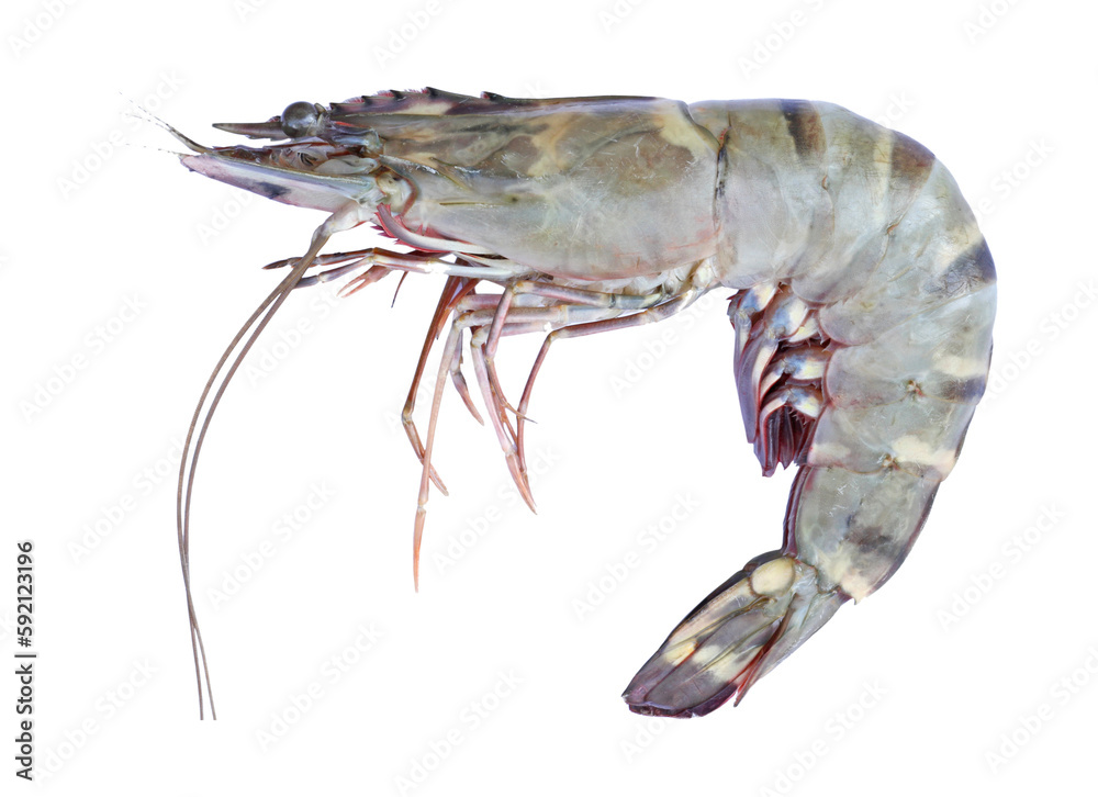Tiger prawn isolated on transparent background (PNG File) Stock Photo ...