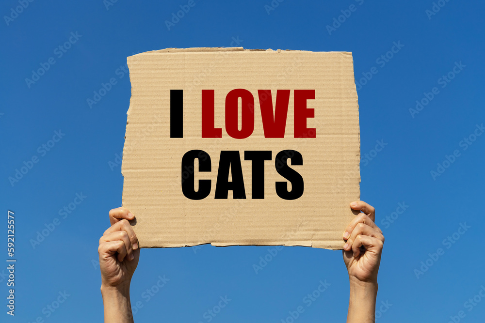I love cats text on box paper held by 2 hands with isolated blue sky ...