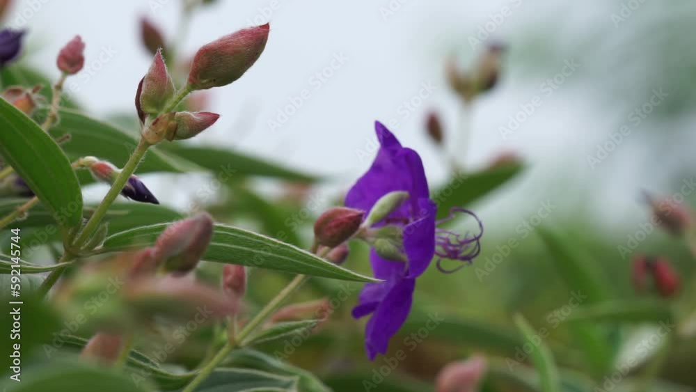 Tibouchina urvilleana (Also called glory bush, lasiandra, princess ...