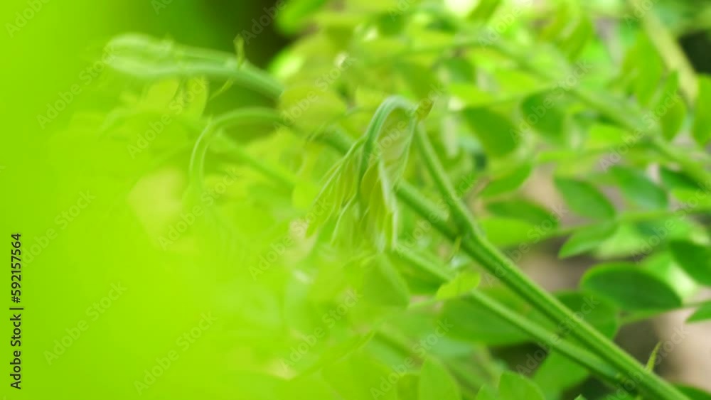 Monkey pod tree (Samanea saman, rain tree, giant thibet, inga saman ...