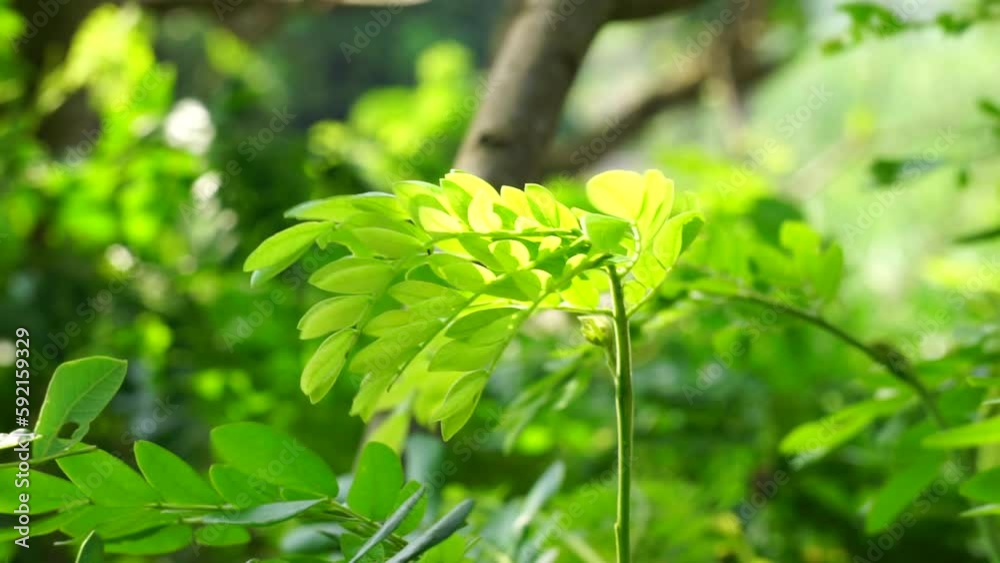 Monkey pod tree (Samanea saman, rain tree, giant thibet, inga saman ...