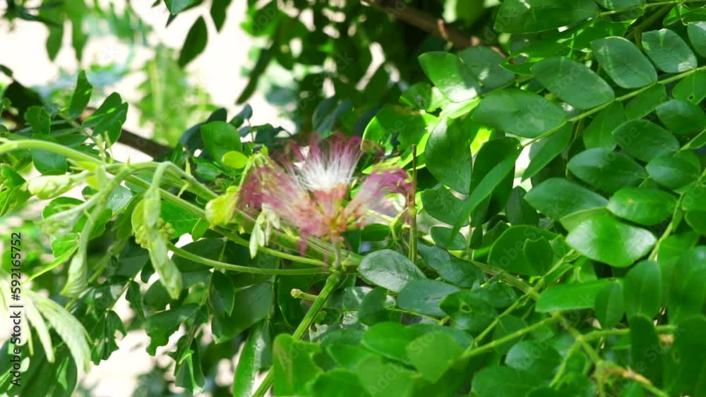 Monkey pod tree (Samanea saman, rain tree, giant thibet, inga saman ...