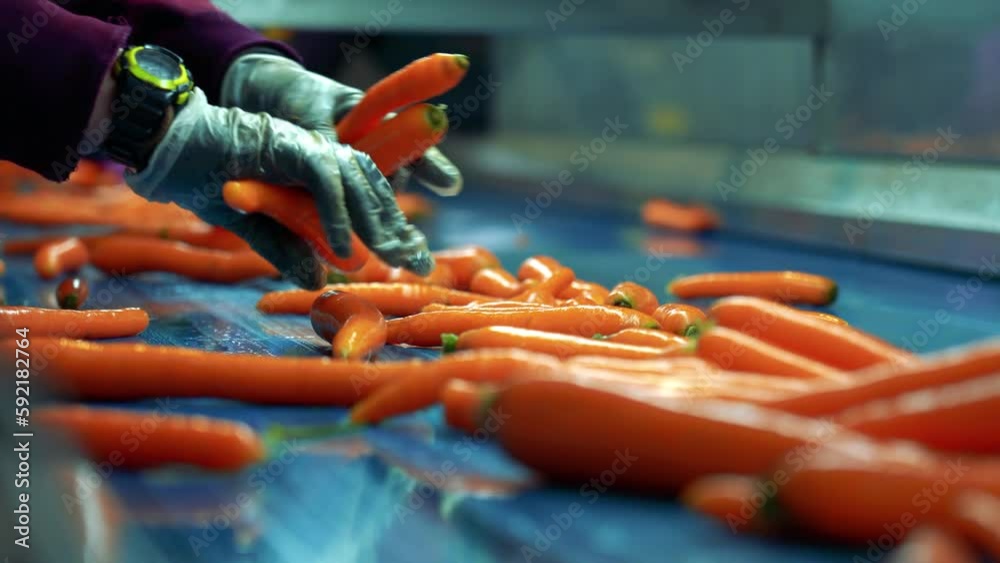 Vidéo Stock Hands of Seasonal Workers Handling Fresh Carrots at Carrot ...