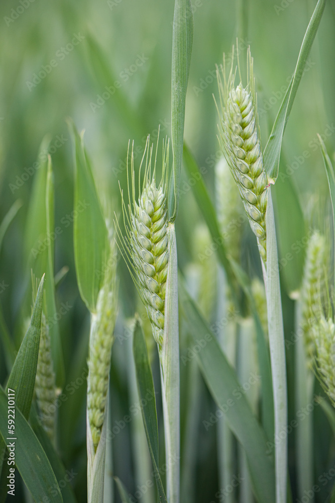 Young Wheat Plant