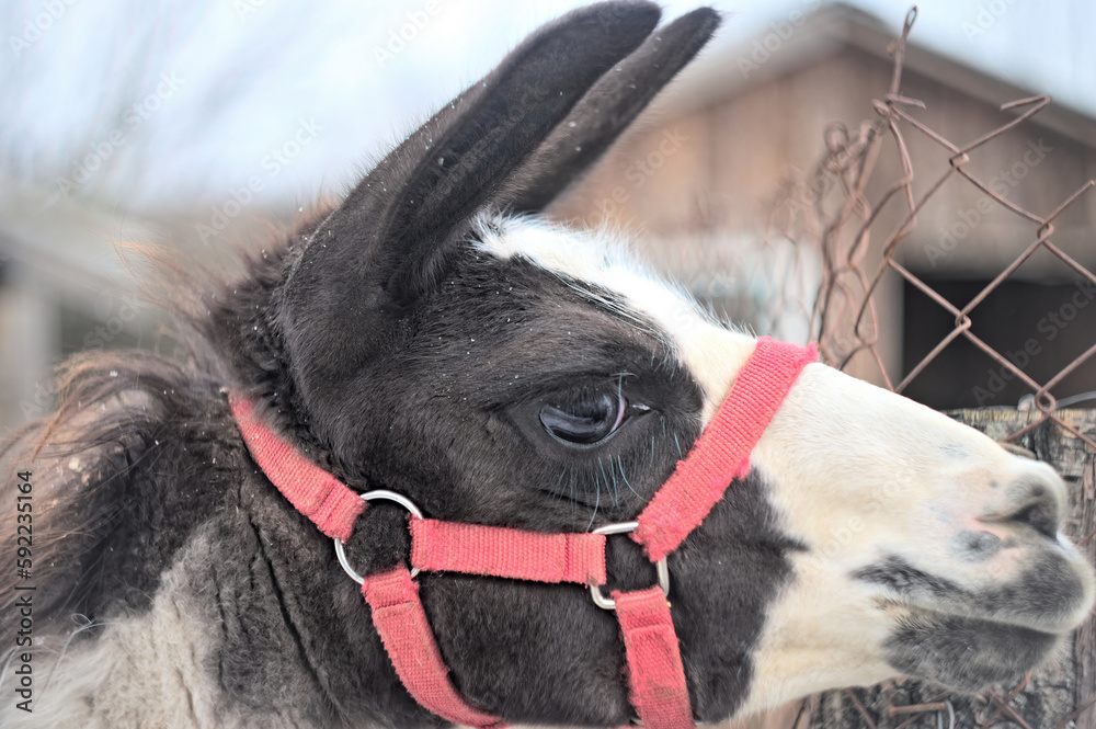 A portrait of a friendly donkey with a bridle on its muzzle. Farm ...