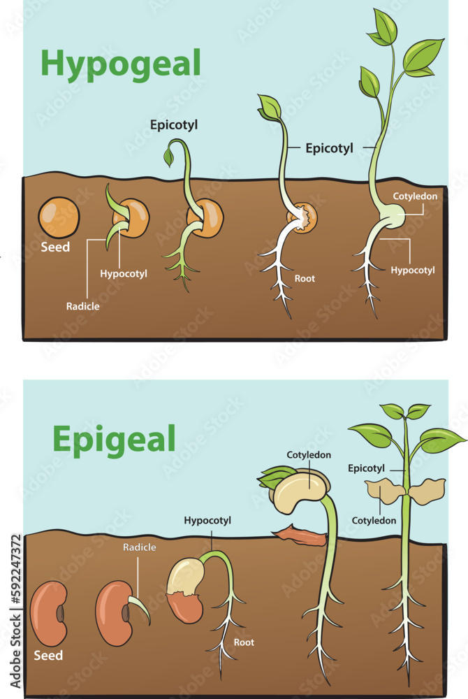Hypogeal Germination