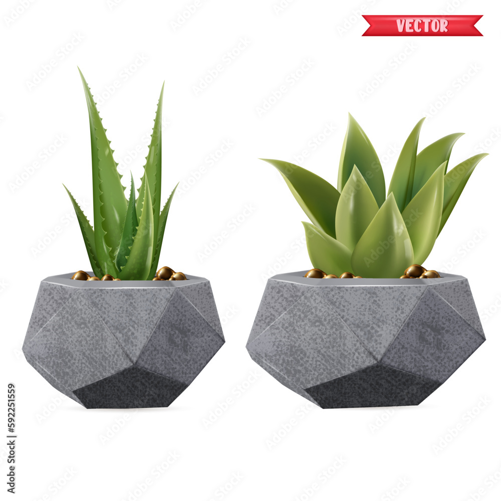 Green succulent plant in beige flowerpot 3D realistic tree front view ...