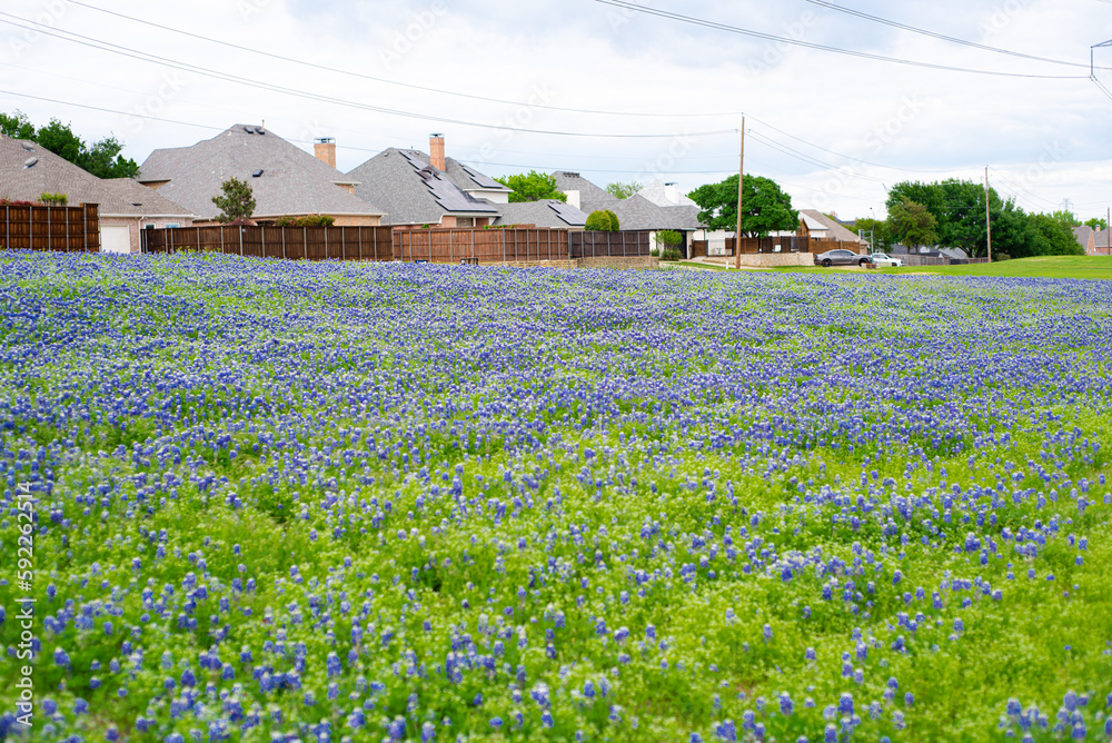 Large meadow with thick blanket of blooming Bluebonnet along back alley ...