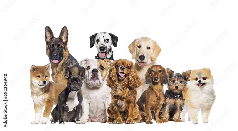 Group of dogs of different sizes and breeds looking at the camera, some cute, panting or happy ...