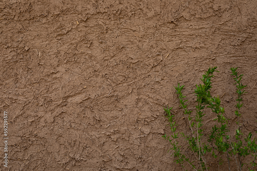 Background of straw dirt wall texture and few branches leaves together ...