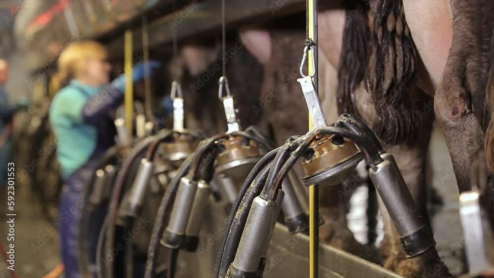 Automatic milking of cows. Automated milking of cows on a farm. The ...