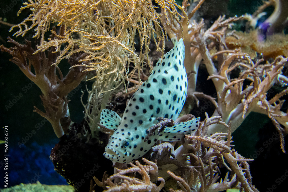 The humpback grouper. Cromileptes altivelis panther grouper. Australia ...