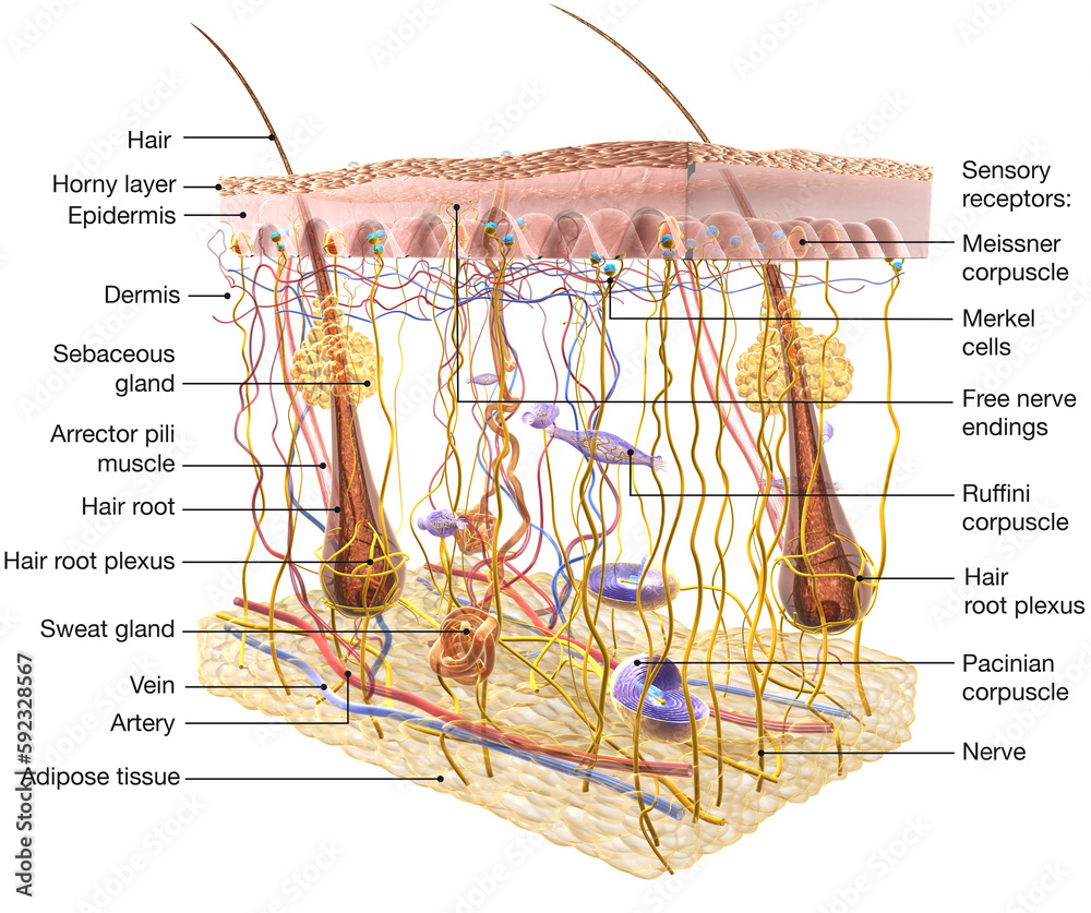 Skin Anatomy. Sensory receptors. 3D illustration Stock Illustration ...