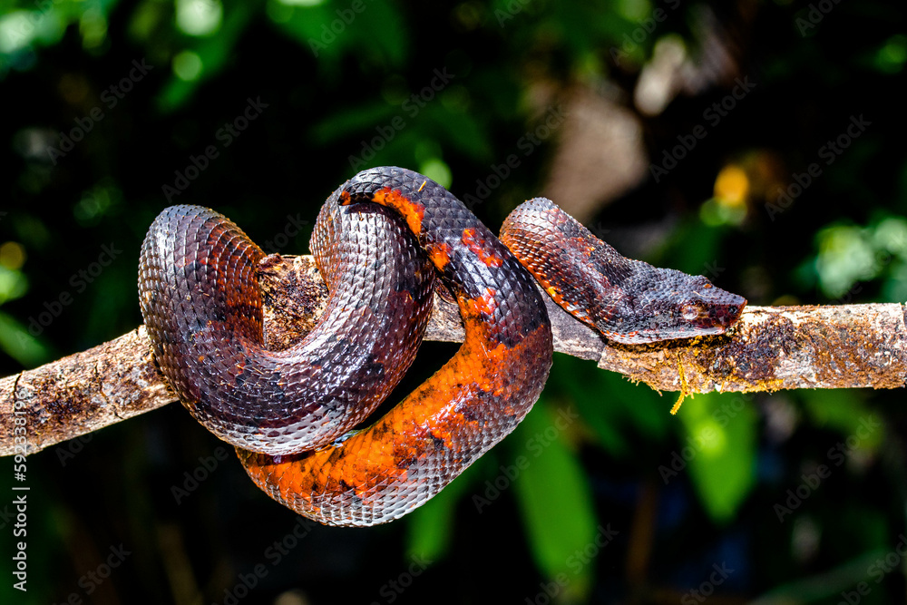 Candoia carinata, known commonly as the Pacific ground boa, Pacific ...