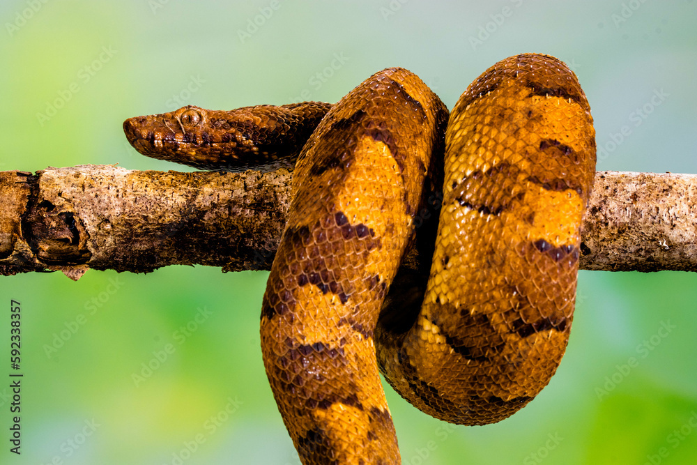 Candoia carinata, known commonly as the Pacific ground boa, Pacific ...