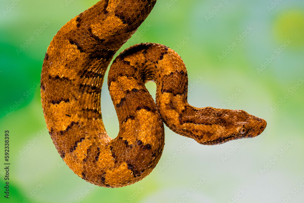 Candoia carinata, known commonly as the Pacific ground boa, Pacific ...