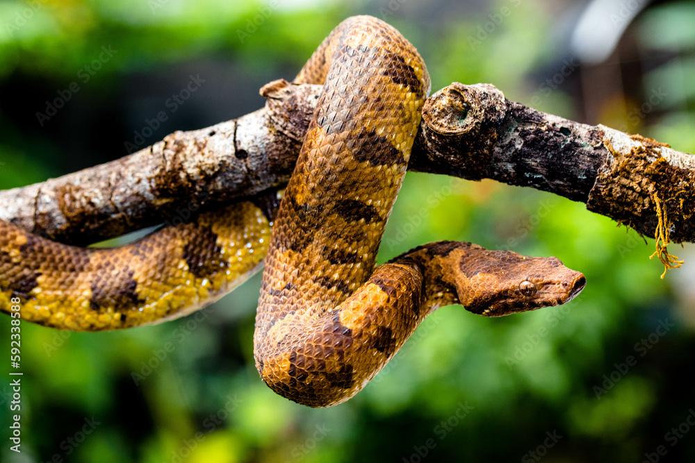 Candoia carinata, known commonly as the Pacific ground boa, Pacific ...