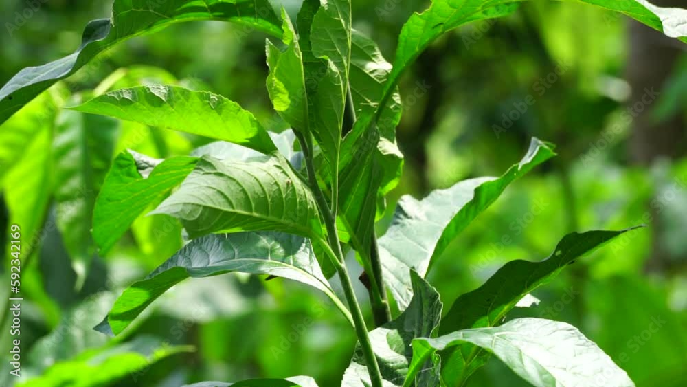 Vidéo Stock Vernonia Amygdalina (bitter leaf, Congo Bololo, grawa ...
