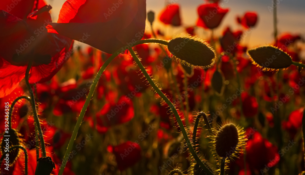 Red poppies. Anzac background. Poppy field, Remembrance day, Memorial ...