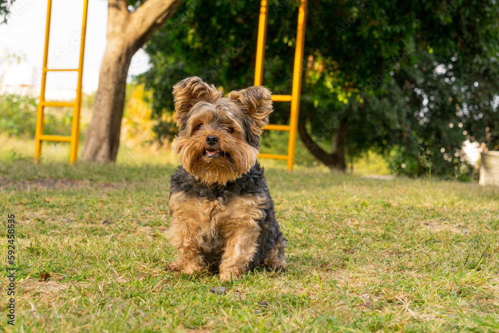 yorkshire terier, yorkie, perro de raza pura, pequeño y hermoso, pelo ...