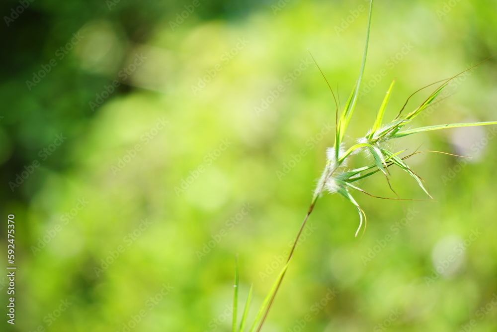 Themeda triandra (Also called kangaroo grass, red grass, red oat grass ...