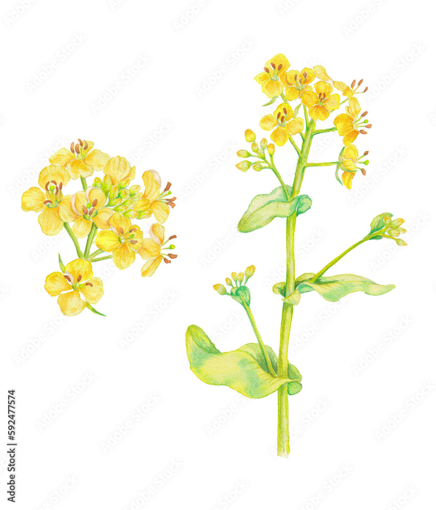 hand painted watercolor illustration of rapeseed flowers, isolated on ...