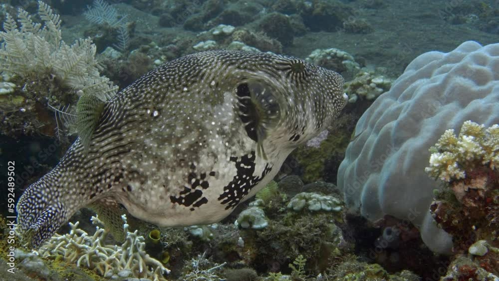 A large bellied fish hung in the water column, moving its pectoral fins ...