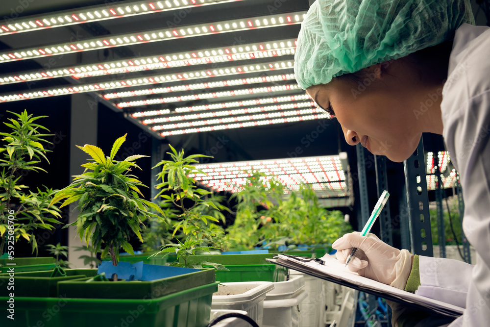Female scientist research and record data from gratifying cannabis ...