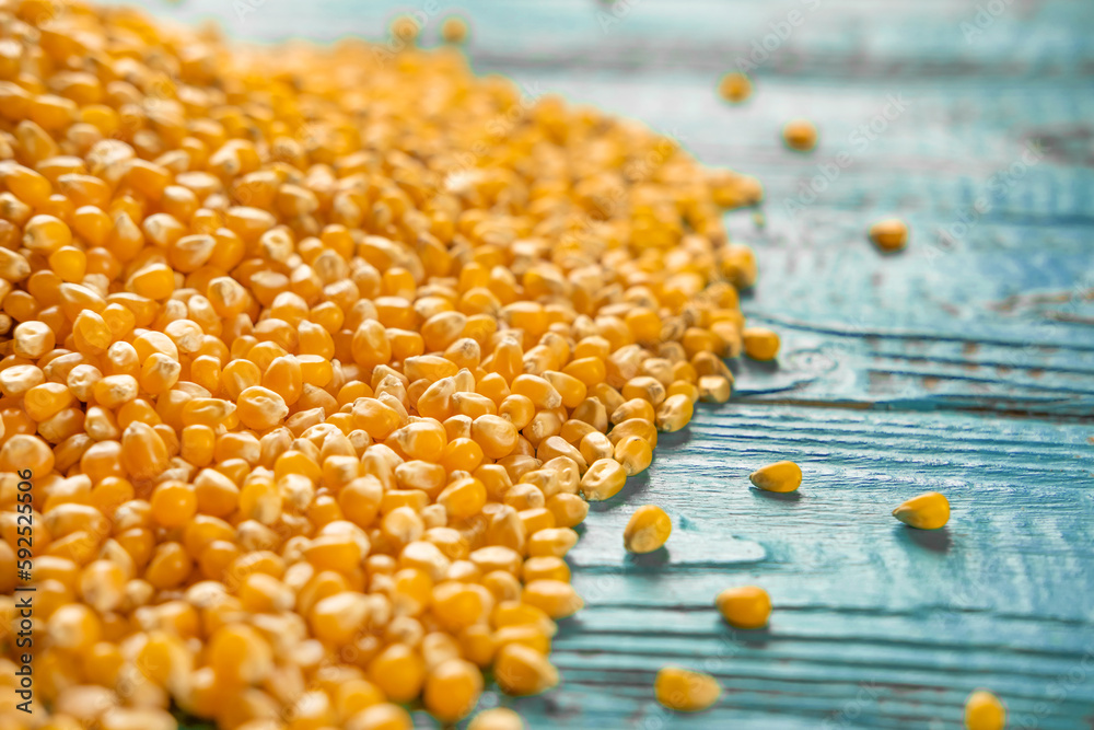 Corn seeds. Pile of raw corn grains is turning closeup on blue rustic ...