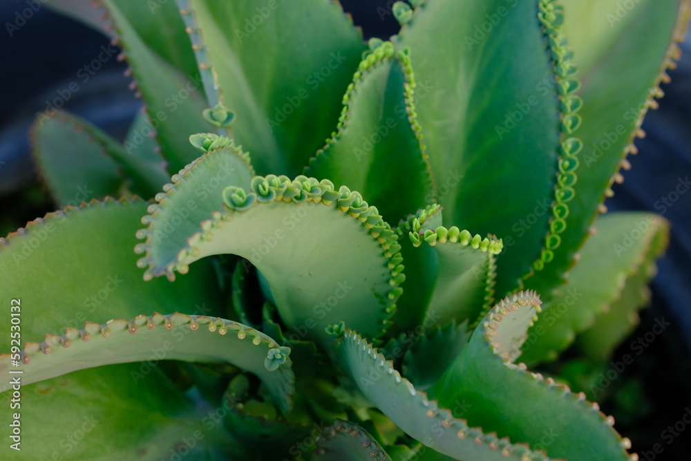 Kalanchoe Daigremontiana, mother of thousands, alligator plant is a ...