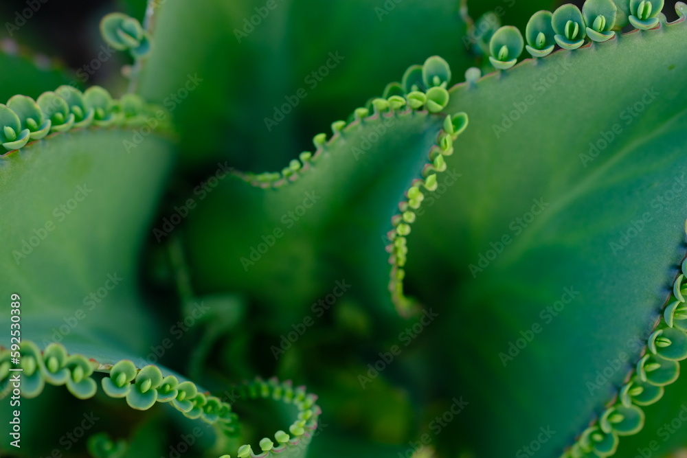 Kalanchoe Daigremontiana, mother of thousands, alligator plant is a ...