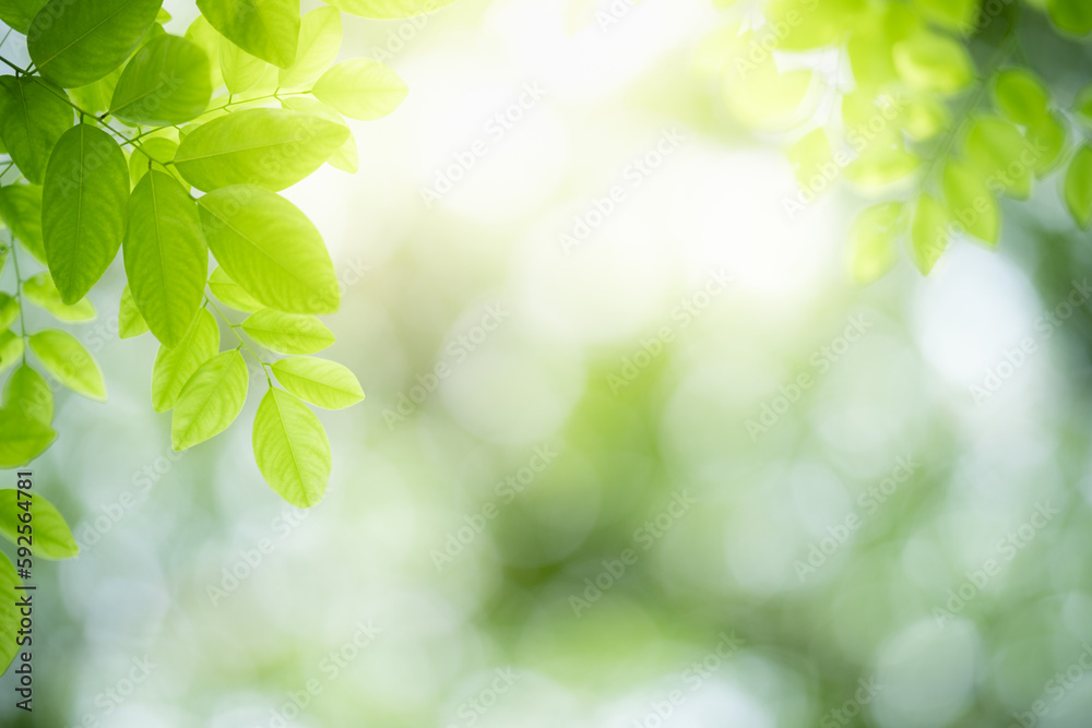 Natural green leaf texture with sun light use for nature background ...