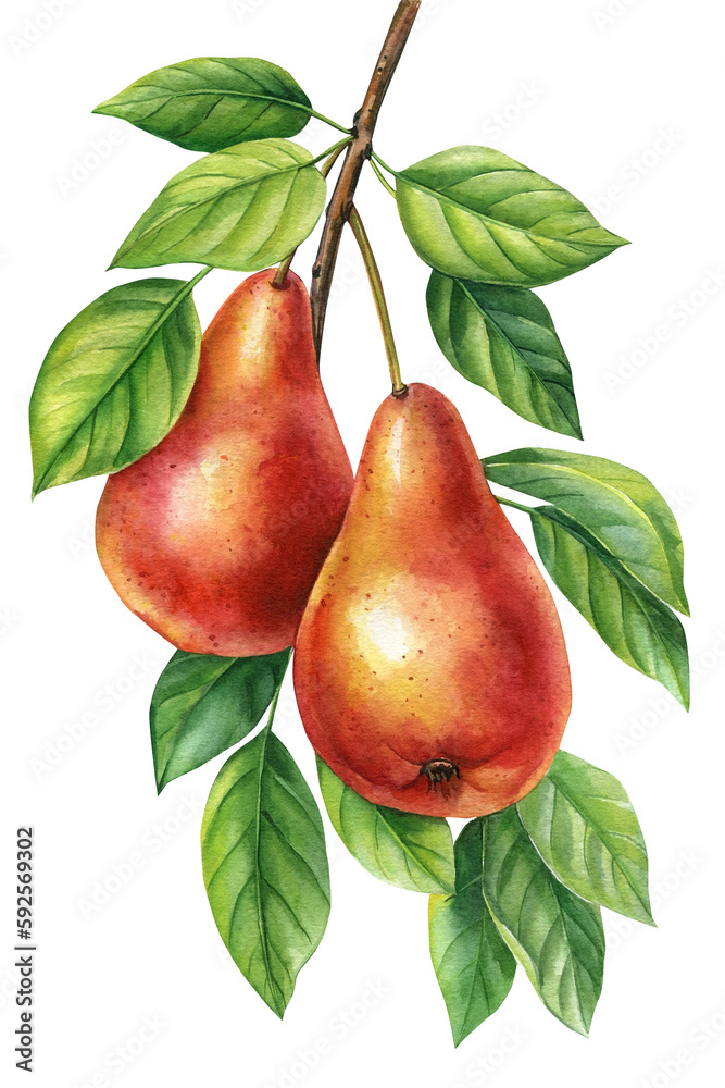 Pear. Tree branch with leaves and fruits on an isolated white ...