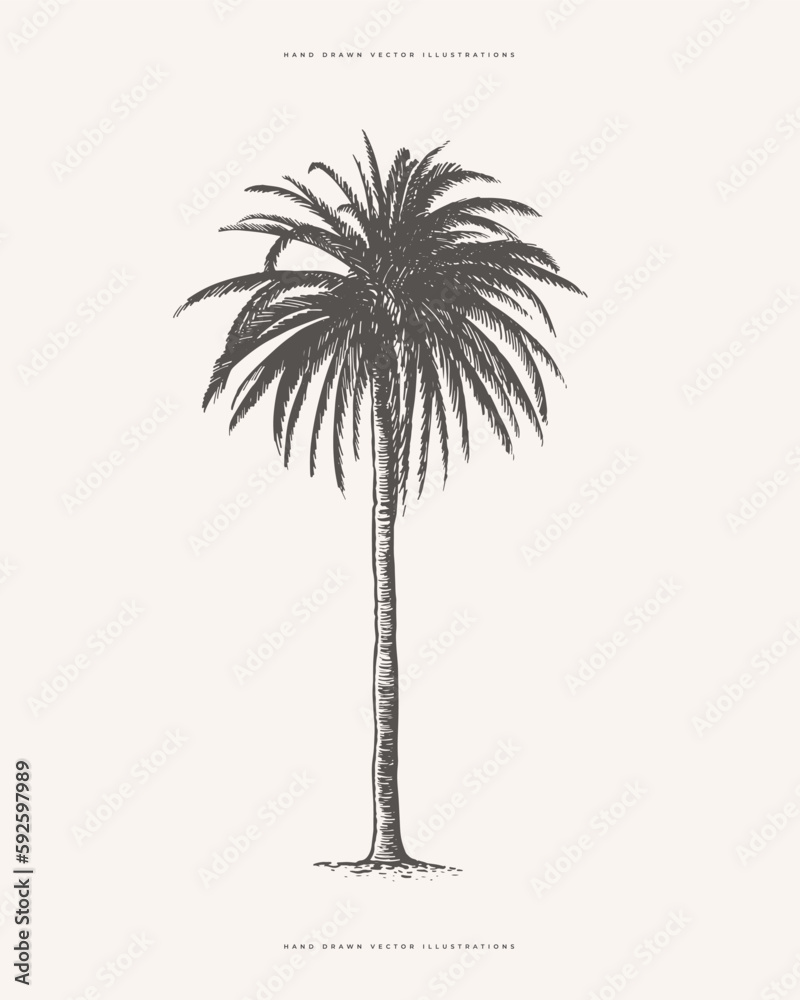 Palm tree in engraving style. Hand-drawn tropical tree. Template for ...