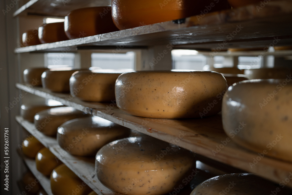 Process of making hard cheese on small cheese farm. Traditional cheese ...