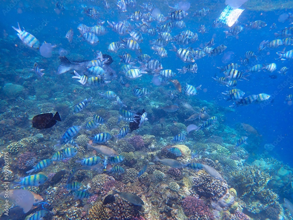 Plastic ocean pollution in red sea, near Jaz Lamaya, Coraya bay, Marsa ...