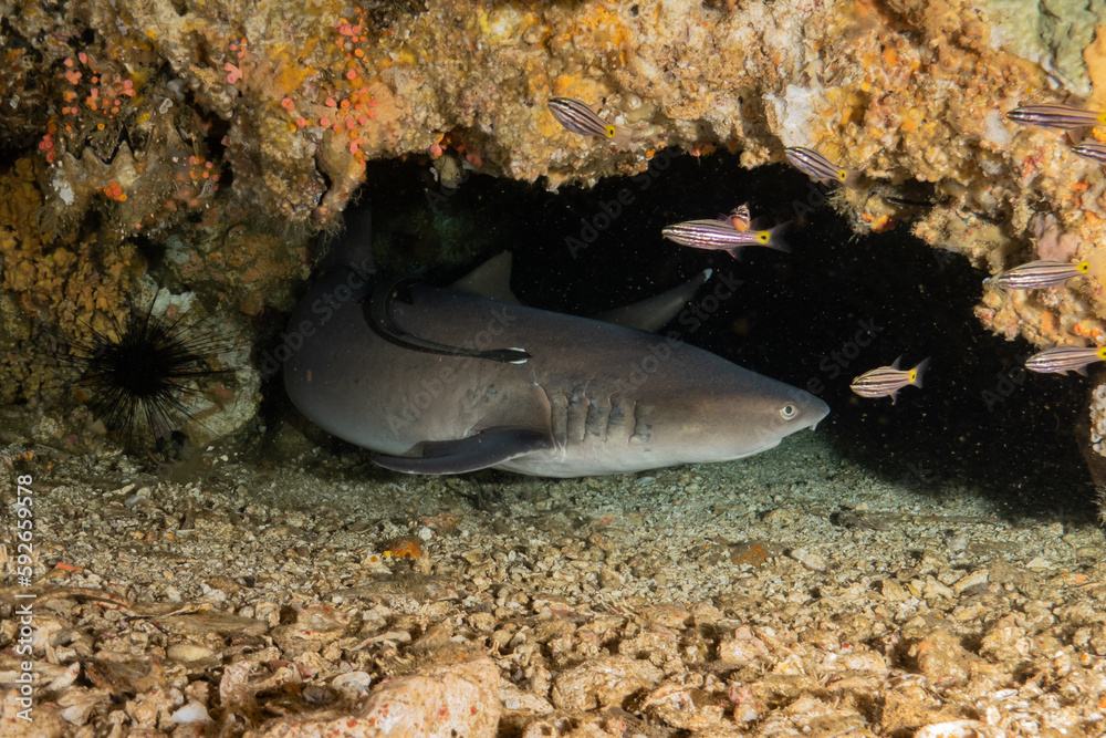 Thresher Shark swimming in the Sea of the Philippines Stock Photo ...