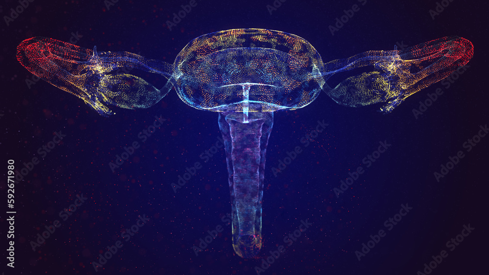 Human anatomy Female reproductive system, female reproductive organs ...