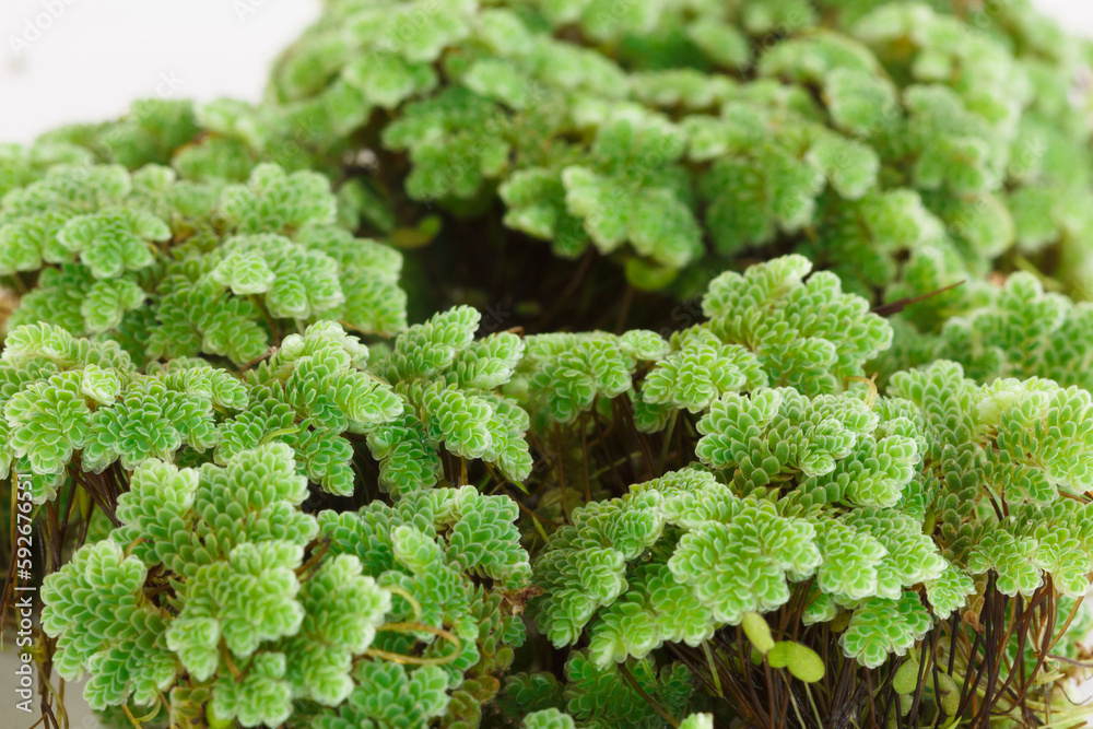 Green Azolla microphylla on white background. Used as an ingredient in ...