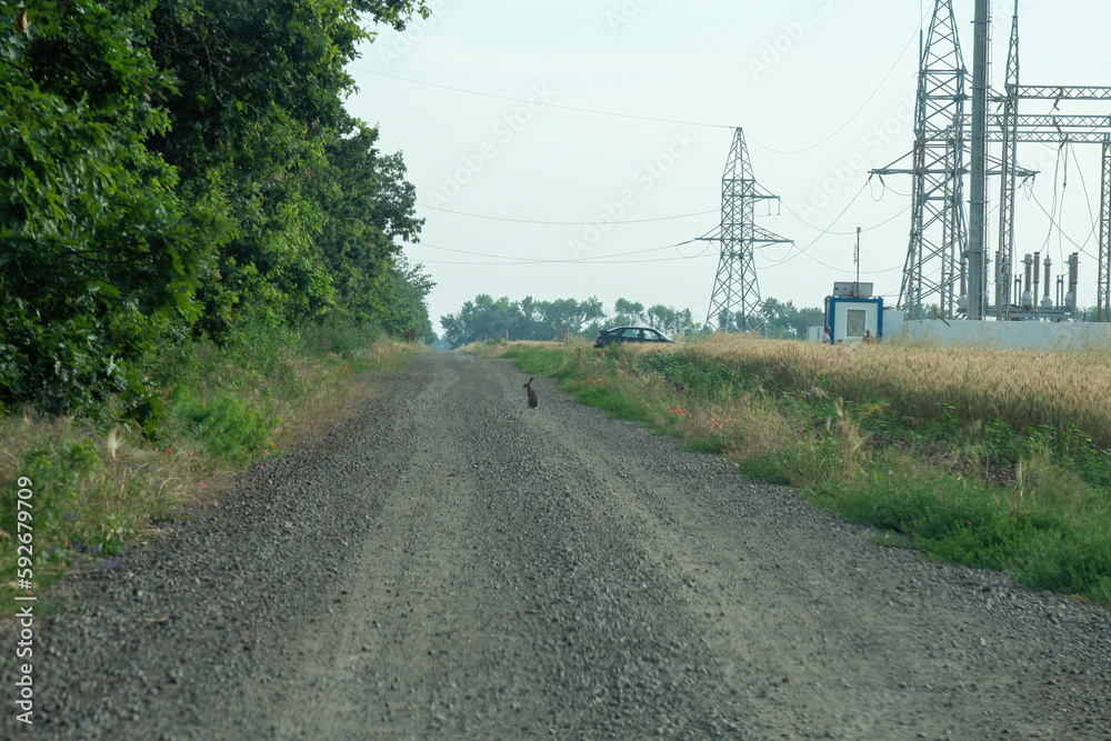 Foto de Road path with animal passes power transmission lines on ...