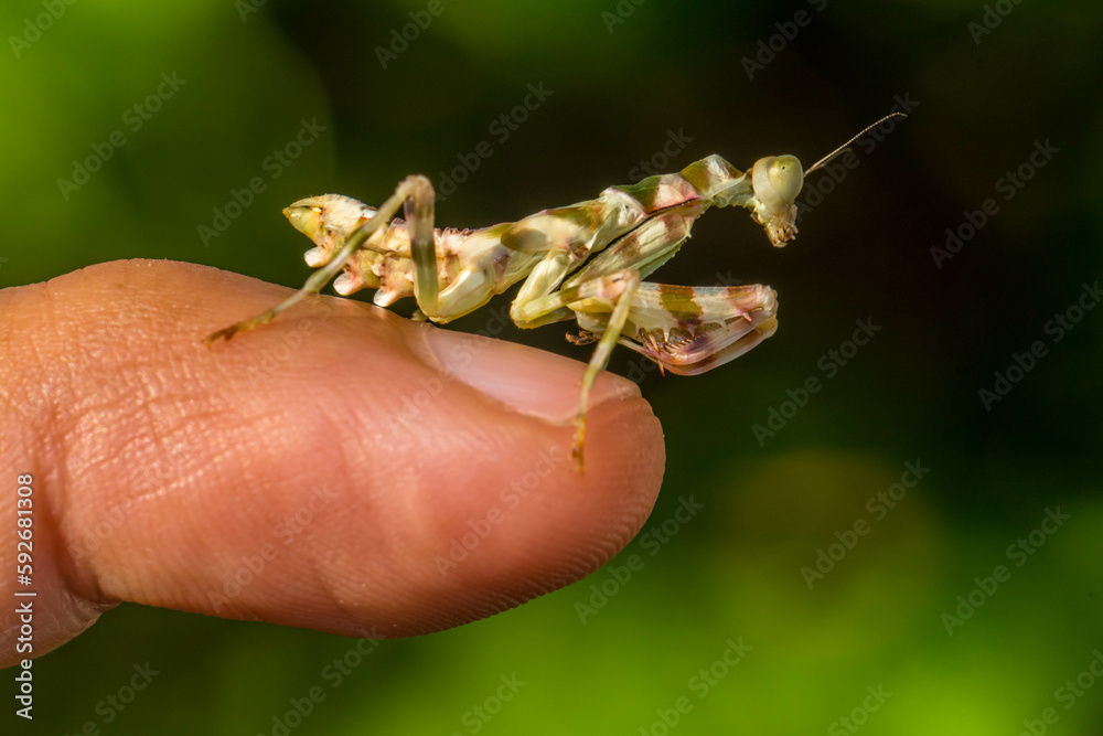 Pseudocreobotra ocellata, known as the African flower mantis or with ...