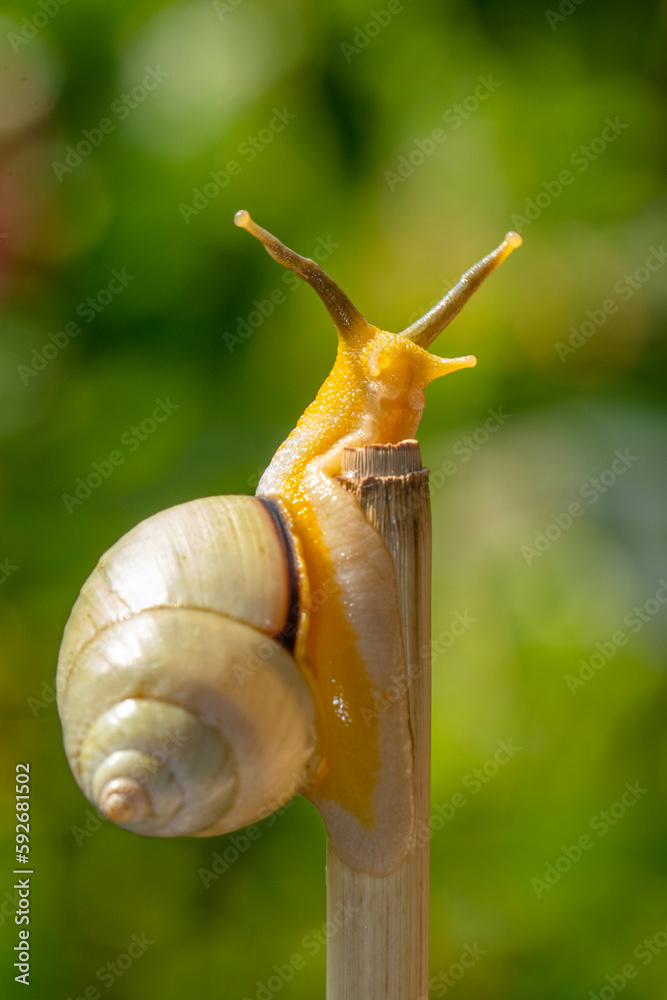 Achatina achatina, commonly known as the giant African snail, also ...