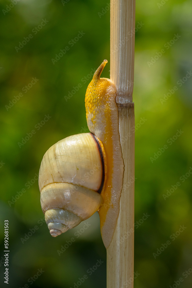 Achatina achatina, commonly known as the giant African snail, also ...