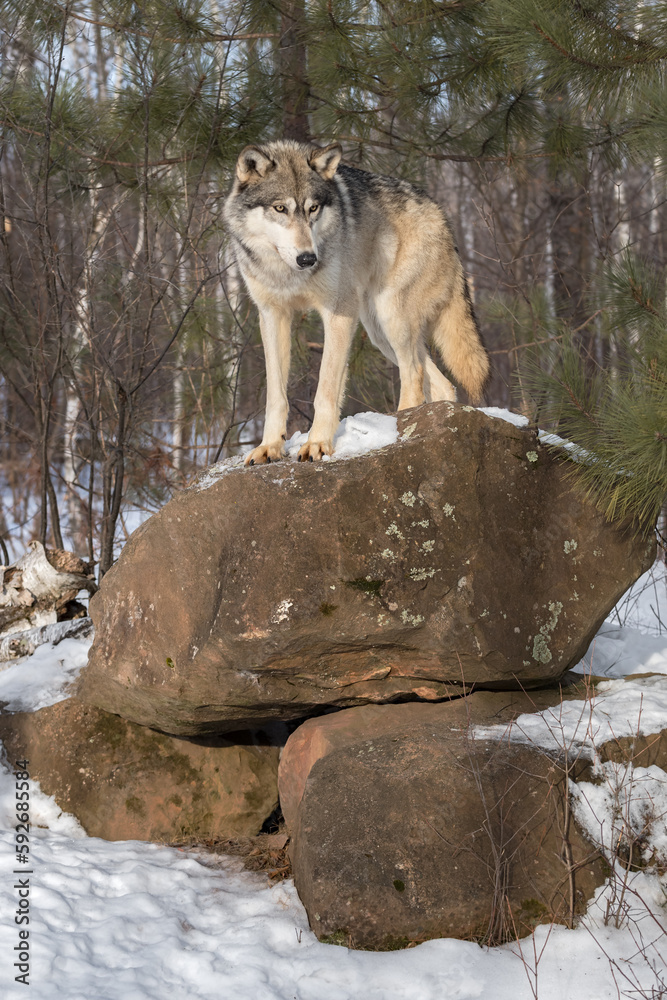 Grey Wolf (Canis lupus) Looks Down From Atop Rock Den Pine Trees Behind ...