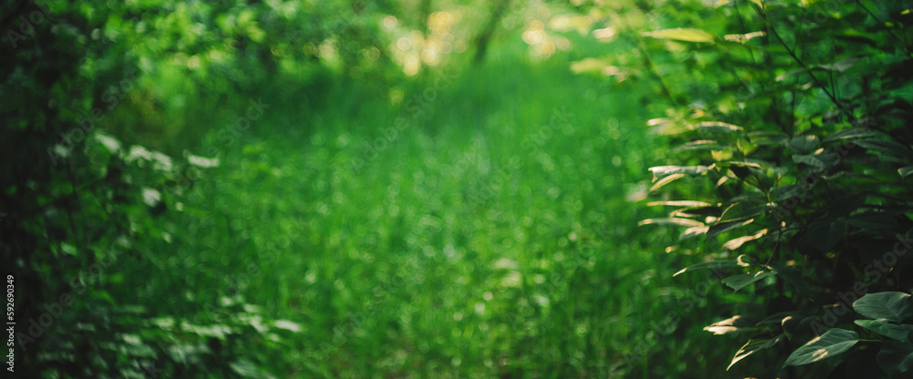 Bokeh of vivid leaves of trees in sunlight. Natural green background ...