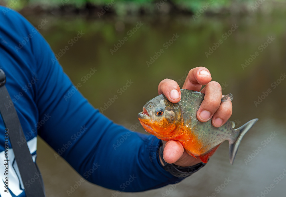 Red Bellied Piranha or red piranha (Pygocentrus nattereri) fishing in ...